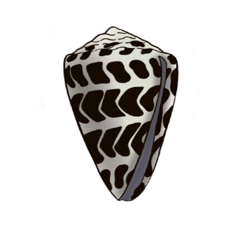 Hebrew Cone Shell Sticker SSH – The Foam Co.